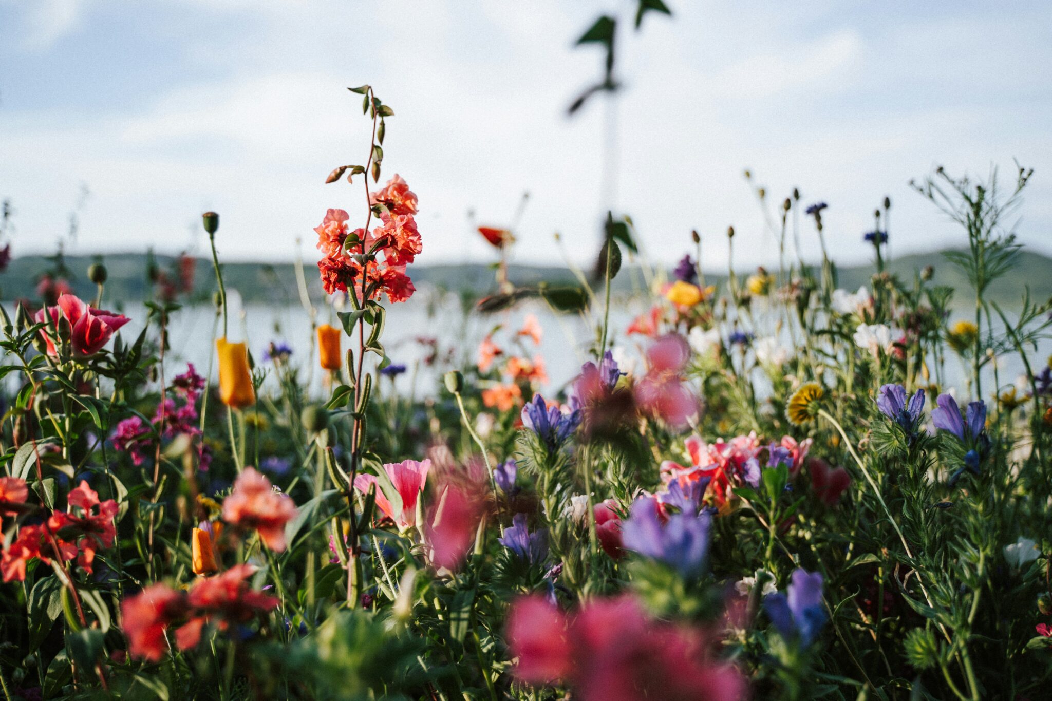 120 Bucket List Ideas for Spring: Things to Do in the Spring